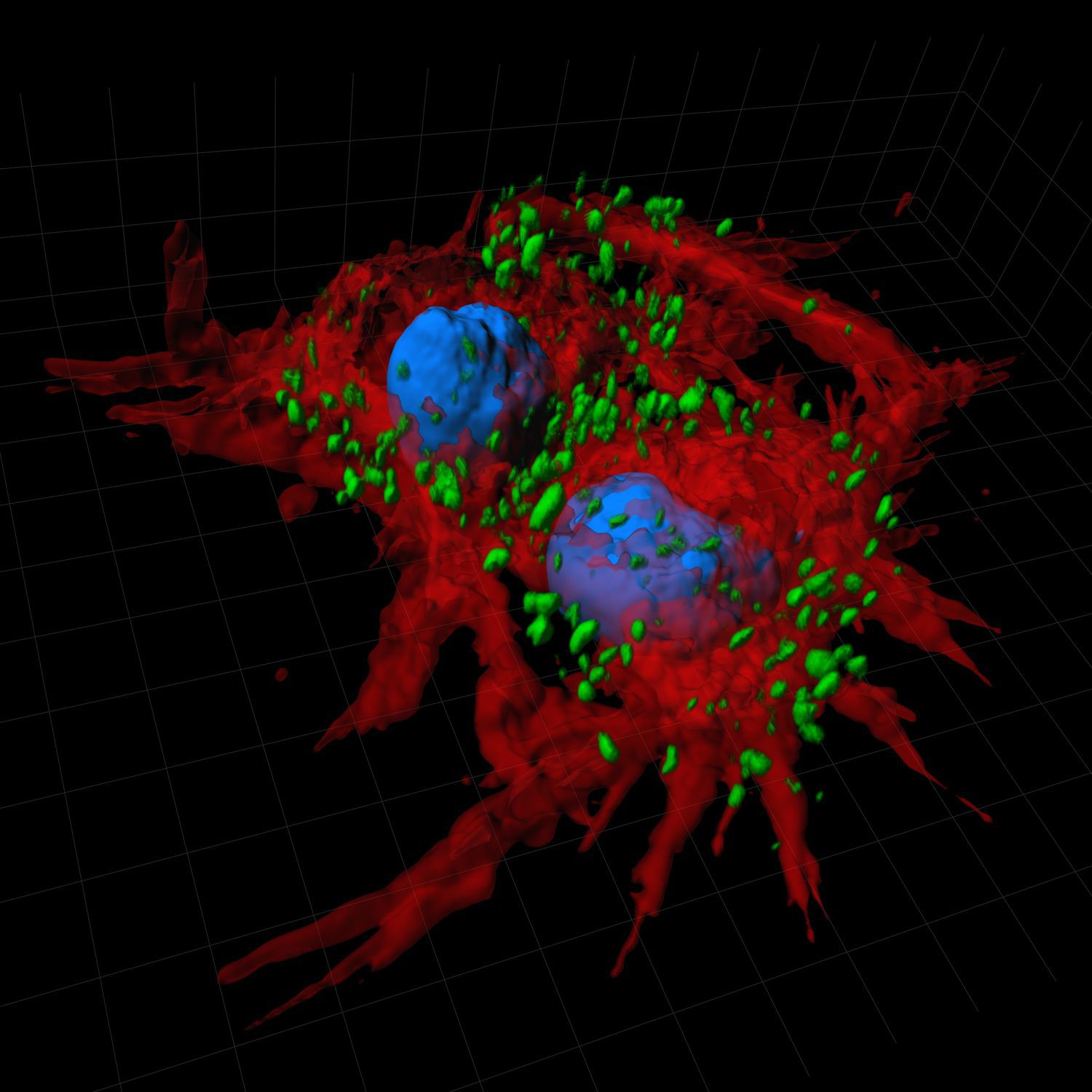 Analysis software - Imaris Essentials - Oxford Instruments - 3D viewing / for digital ...