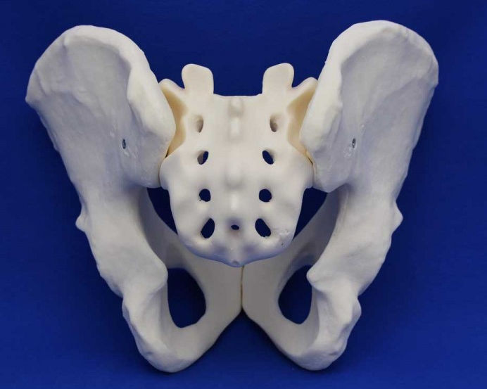 Pelvis model - AIF - Créaplast - with sacrum / for teaching