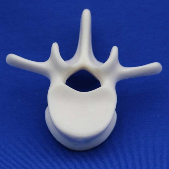 Intervetebral disc model - L2F - Créaplast - lumbar vertebra / for teaching