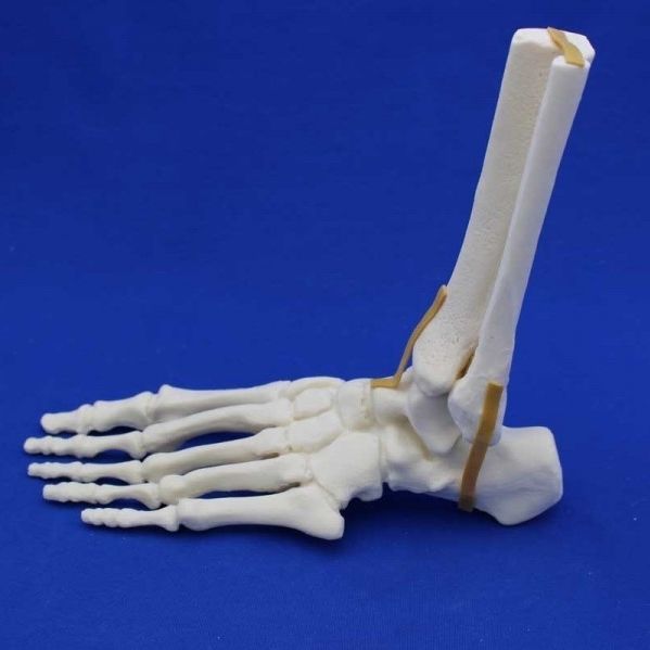 Joint model - FLA00 - Créaplast - foot / ankle / for teaching