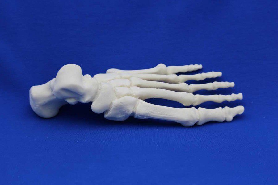 Bone model - FL00 - Créaplast - foot / for teaching