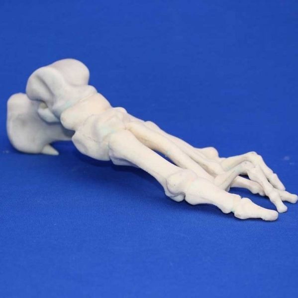 Bone model - FLM03 - Créaplast - foot / for teaching
