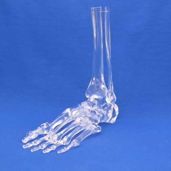 Foot anatomical model - FLA00T - Créaplast - ankle / for teaching ...