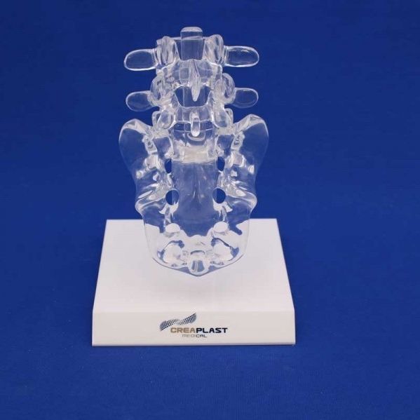 Sacro-iliac anatomical model - LS4TB - Créaplast - plastic / transparent