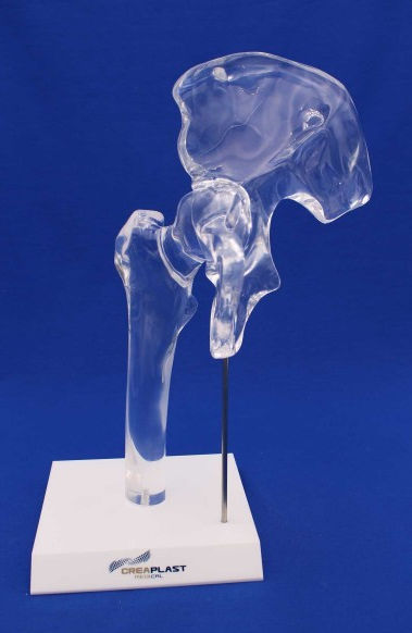 Femur anatomical model - HFTB - Créaplast - hip / plastic / transparent