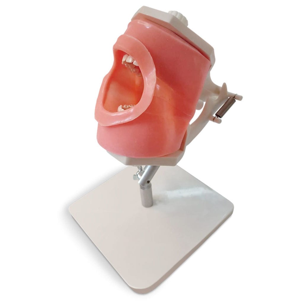 Mouth anatomical model - MF01 - GF DENTAL - dental care / for teaching ...