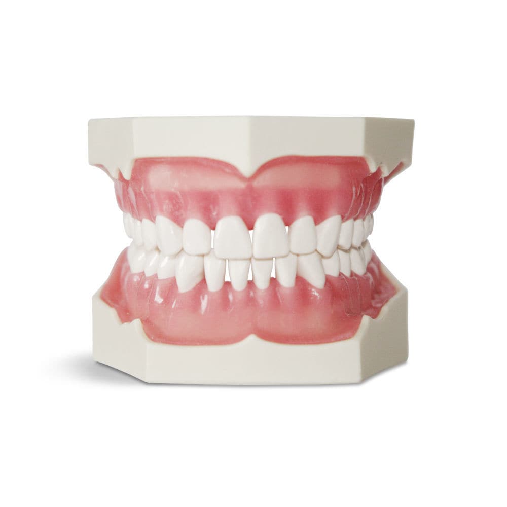 Denture model - E02 - GF DENTAL - dental care / for teaching / suture