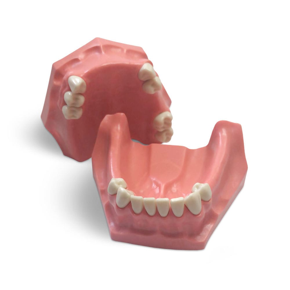 Denture model - E01/P - GF DENTAL - dental care / training / resin