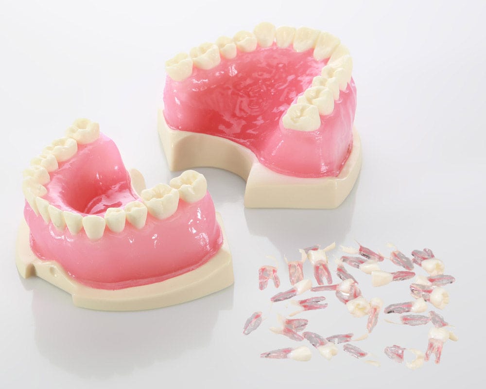 Denture model - E08 - GF DENTAL - root canal / for endodontics / for ...