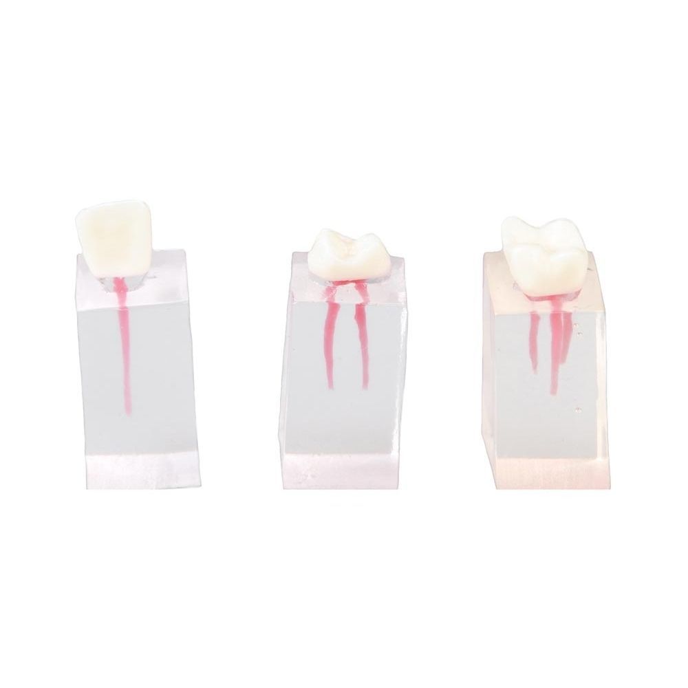 Tooth model - E08/C - GF DENTAL - for endodontics / for teaching / kit