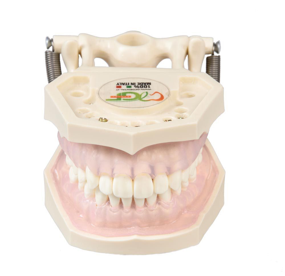 Gingival model - E11 - GF DENTAL - denture / for dental hygiene / for ...