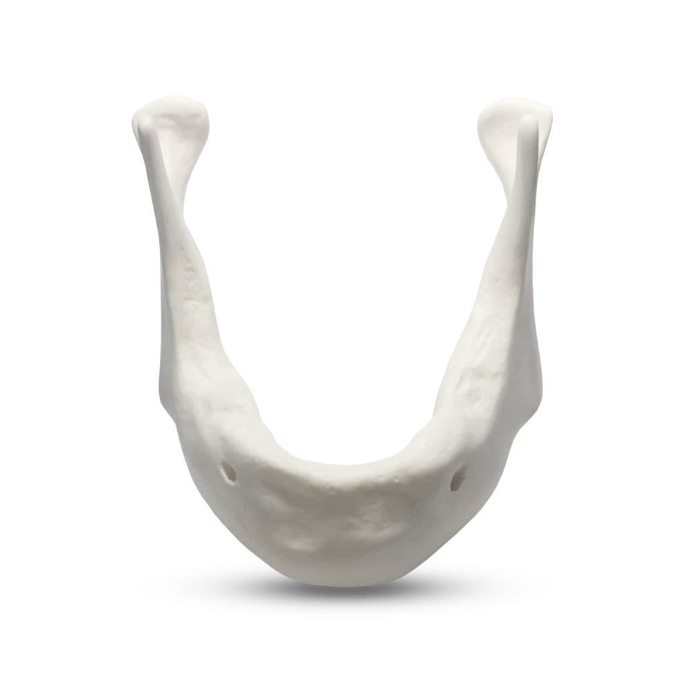 Mandible model - E81/L - GF DENTAL - jaw / for implantology / for teaching