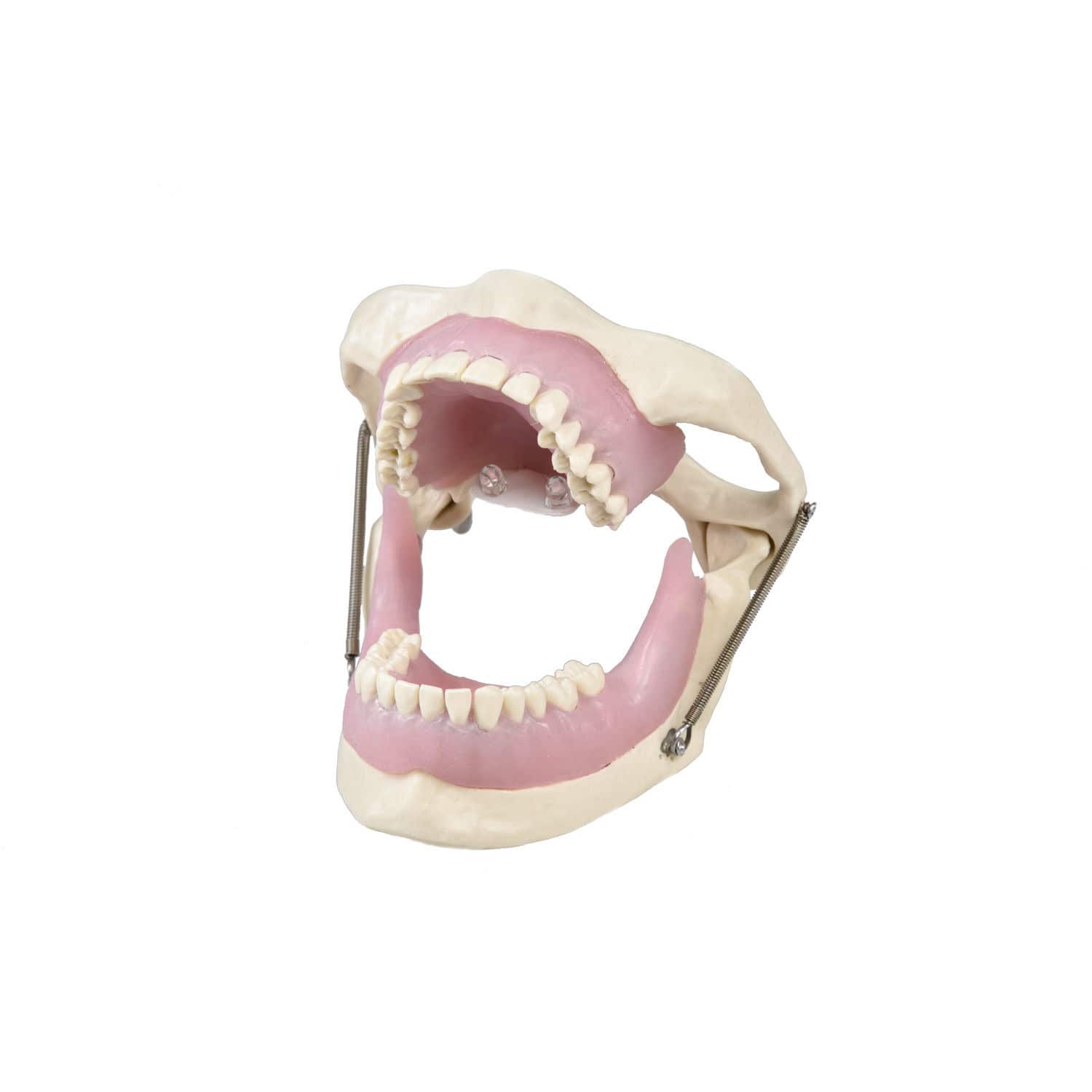 Denture model - E15 - GF DENTAL - dental / dental anesthesia / pink