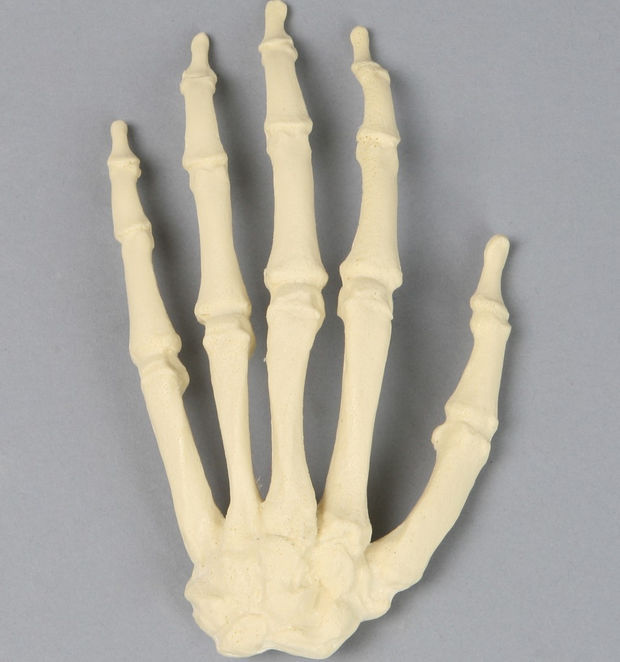 Bone model - 1008-1 - Sawbones/Pacific Research Labs - hand / for ...