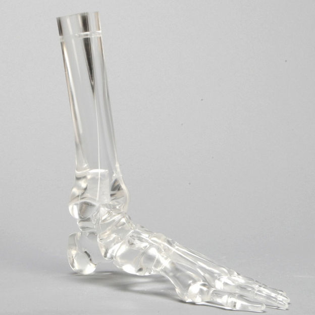 Bone model - 1701-529-5 - Sawbones/Pacific Research Labs - foot / tibia ...