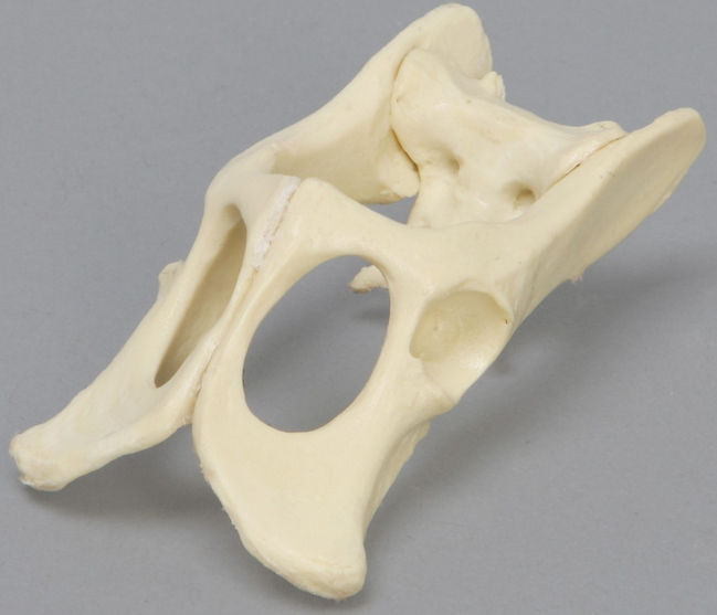 Pelvis model - 2723 - Sawbones/Pacific Research Labs - for teaching ...