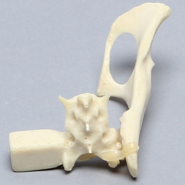 Pelvis model - 2728 - Sawbones/Pacific Research Labs - with sacrum ...