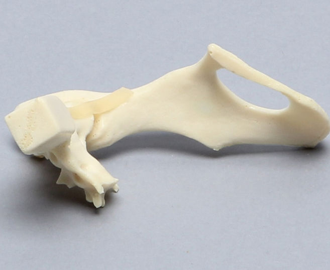 Pelvis model / with sacrum / pathology / feline - 2728 - Sawbones ...
