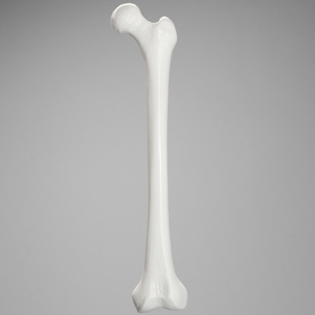 Femur anatomical model - 1103 - Sawbones/Pacific Research Labs - for ...
