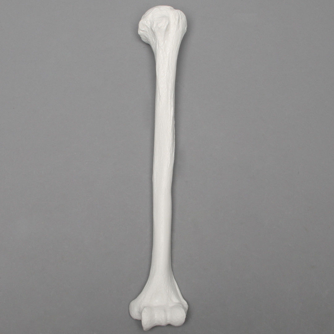 Humerus anatomical model - 1006 - Sawbones/Pacific Research Labs - for ...