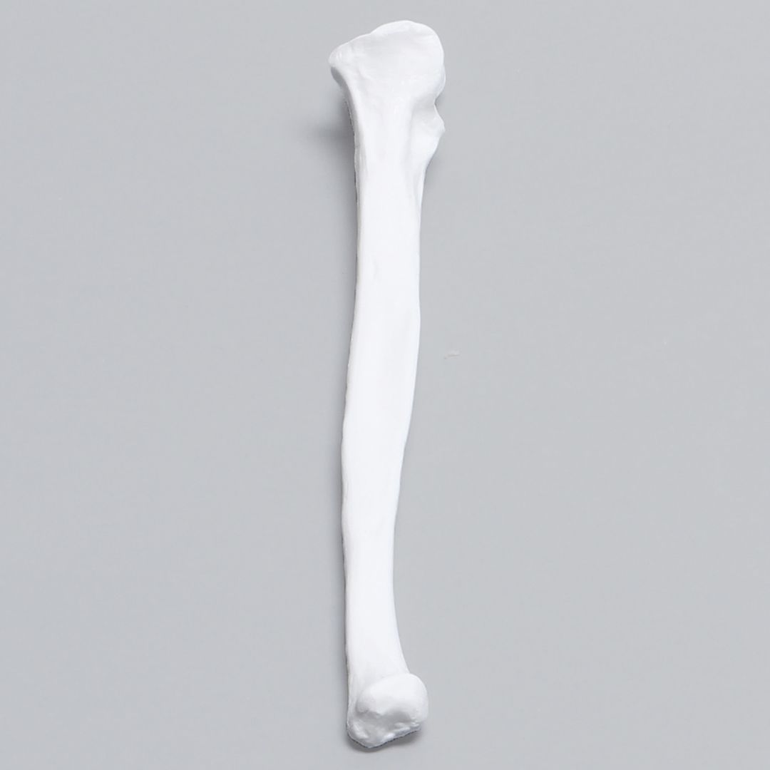 Arm anatomical model - 1004-3 - Sawbones/Pacific Research Labs - plastic