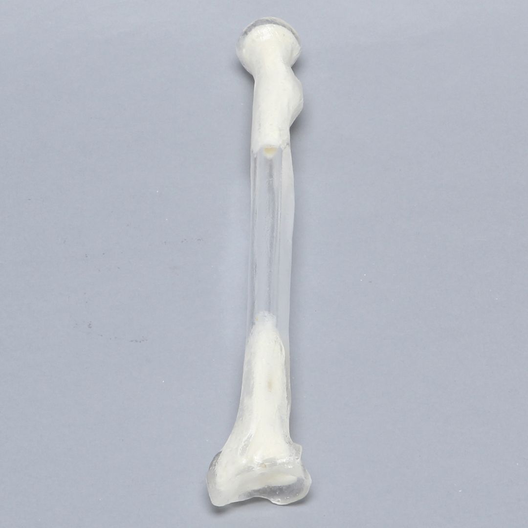 Radius anatomical model - 1005-5 - Sawbones/Pacific Research Labs ...