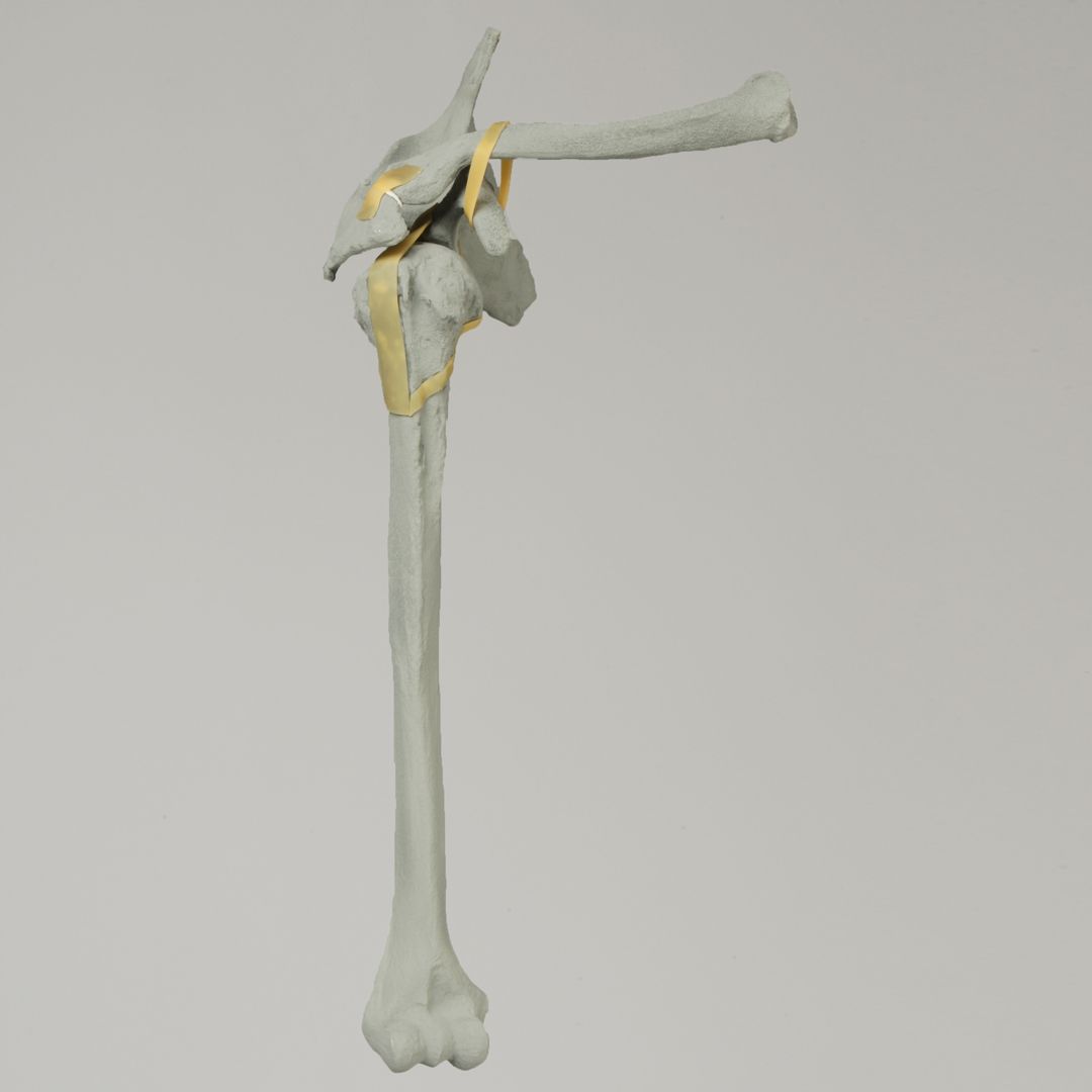 Humerus anatomical model - 1020-100-1 - Sawbones/Pacific Research Labs ...