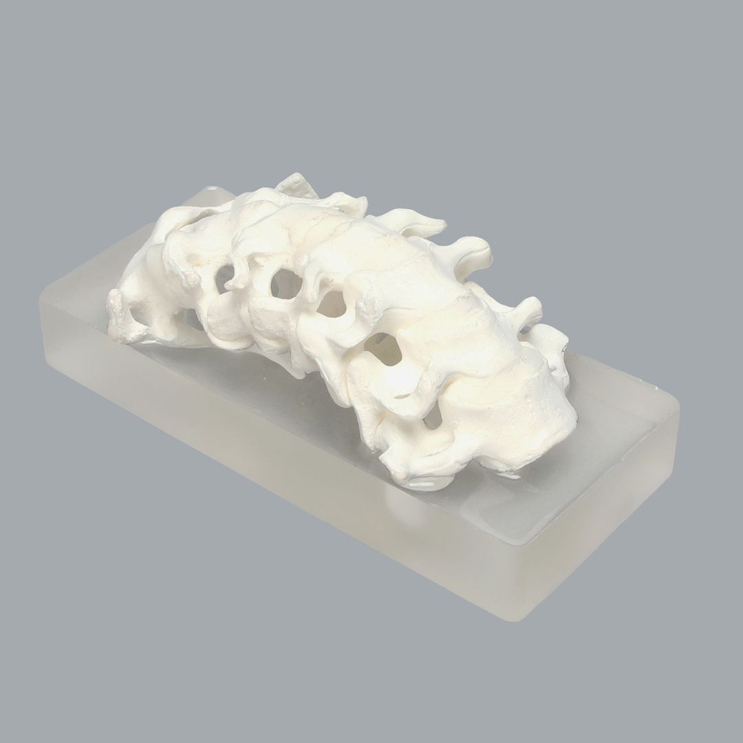 Spine anatomical model - 1326-53 - Sawbones/Pacific Research Labs ...