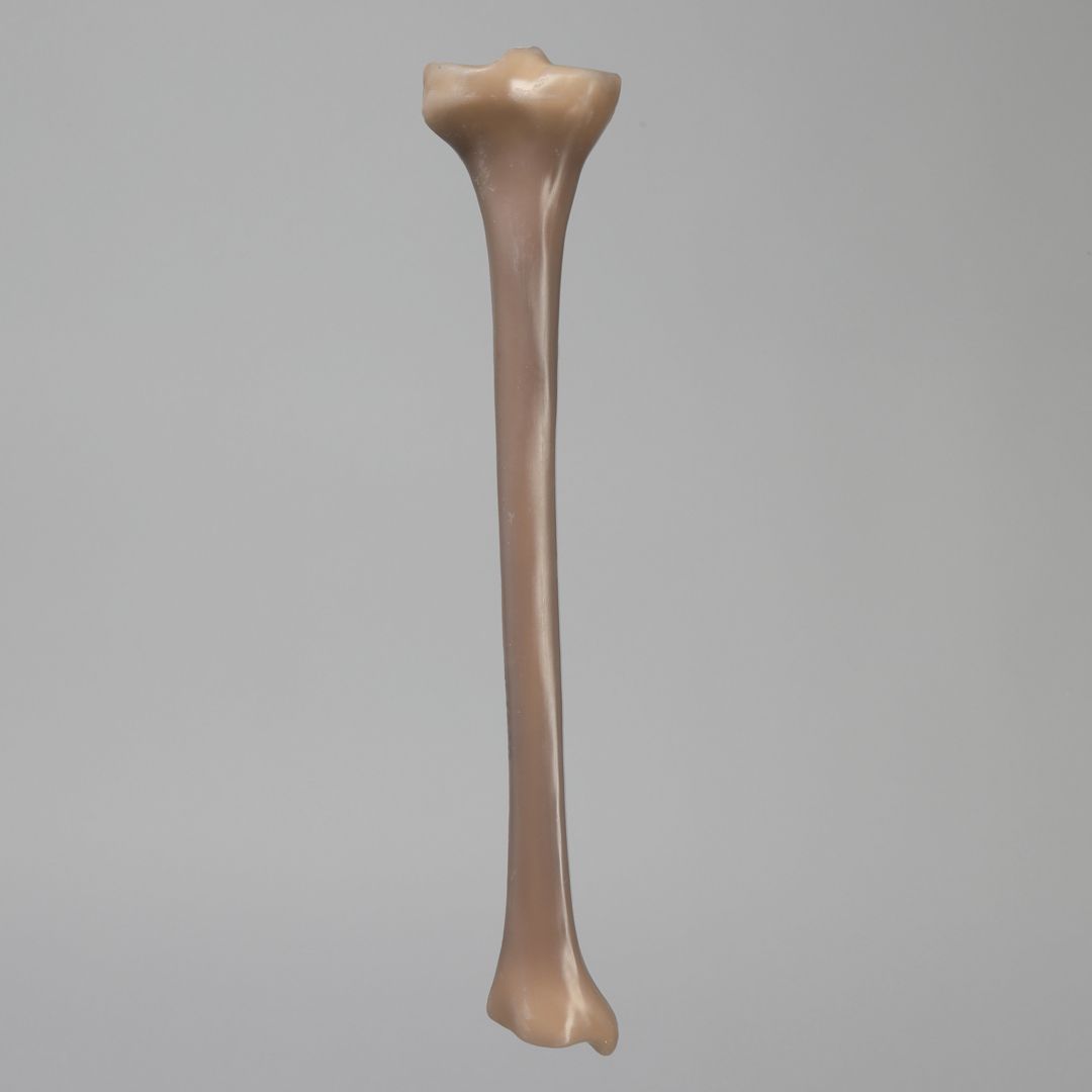Bone model - 3401 - Sawbones/Pacific Research Labs - tibia / training ...