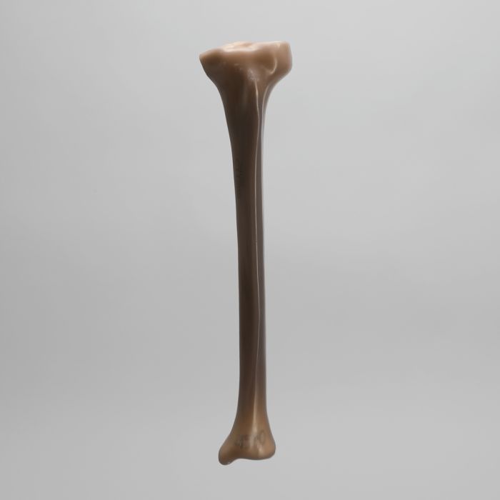 Bone model - 3402 - Sawbones/Pacific Research Labs - tibia / foam