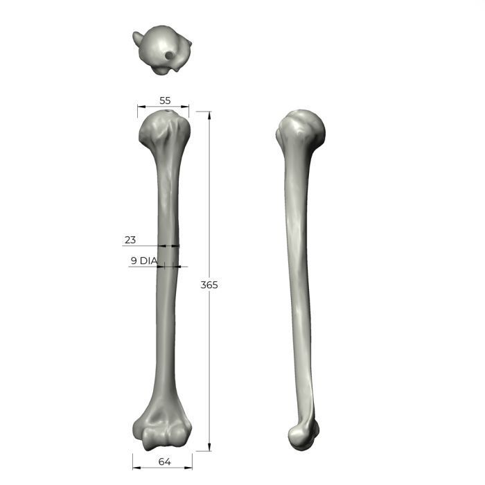 Unlabeled Humerus Bone 6.11: Anatomical Atlas Skeleton Medicine