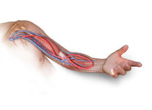 Femoral vein vascular prosthesis - CryoVein® V060 - Cryolife - allograft