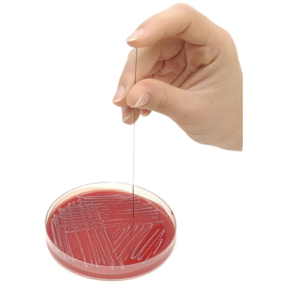 Laboratory inoculating loop - INOCLIC - i2a (intelligence artificielle ...