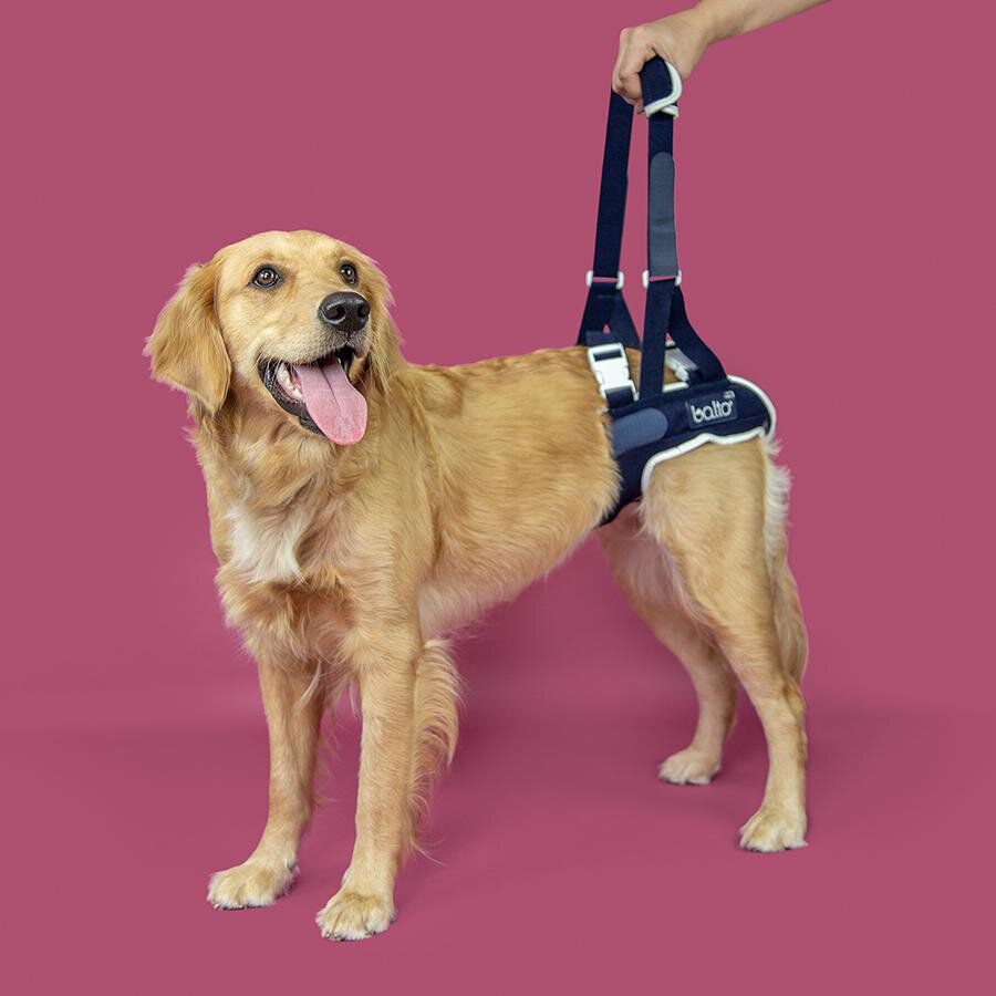 Walking harness - BALTO® UP - KVP EU Ltd - rehabilitation / veterinary ...