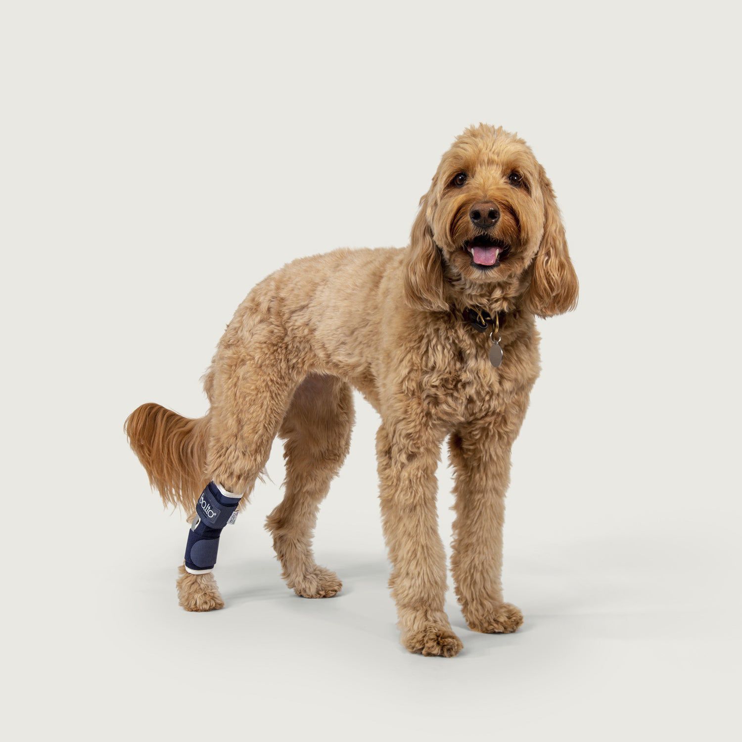 Hock veterinary splint - Balto® - KVP EU Ltd - for dogs