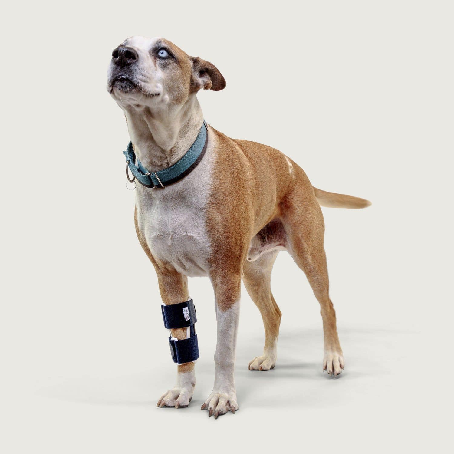 Paw veterinary splint - Balto® Bone - KVP EU Ltd