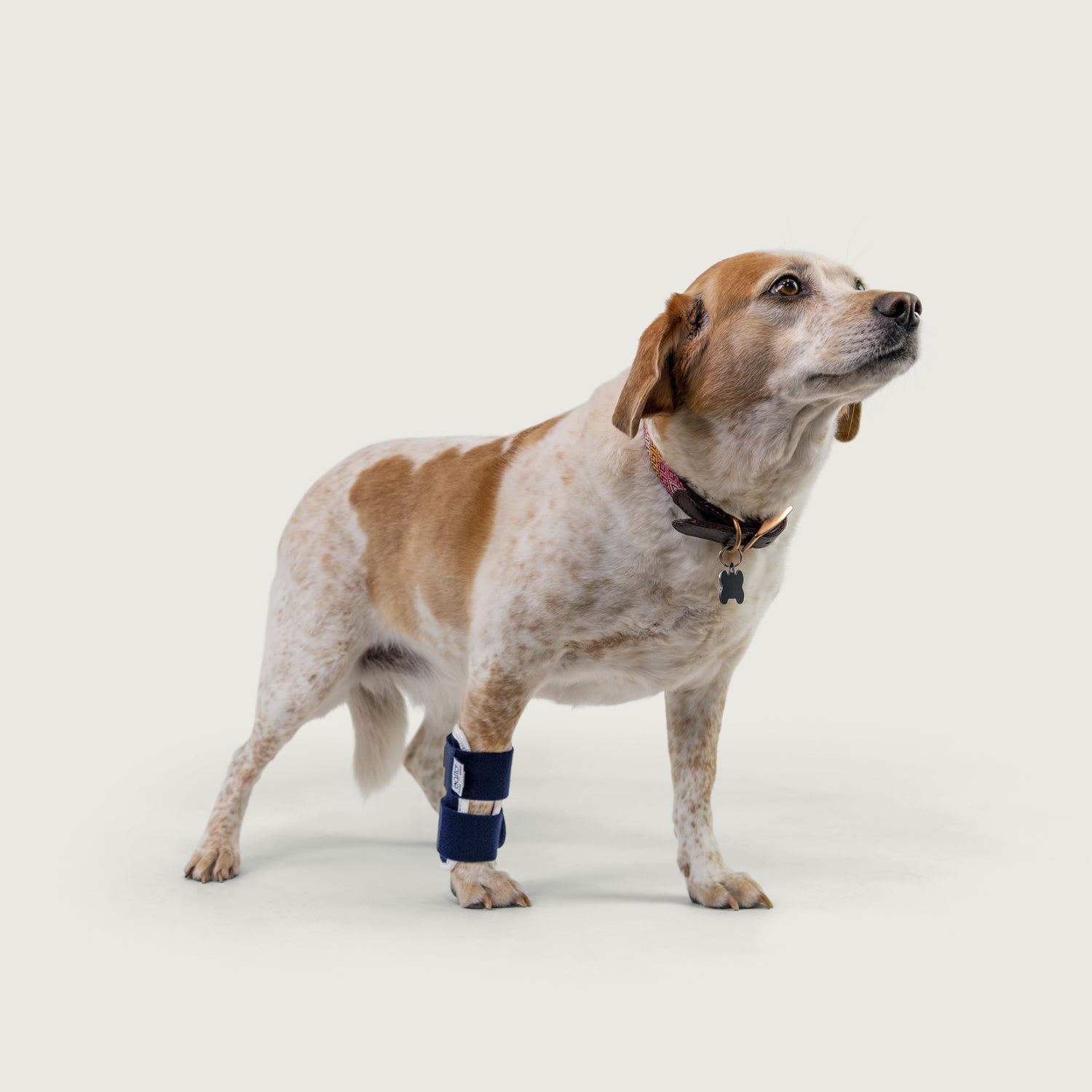 Carpal tunnel veterinary splint - Balto® Joint - KVP EU Ltd