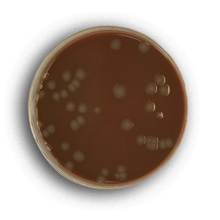 Medium reagent - 02008 - RTA Laboratories - antibiotics / for bacterial ...