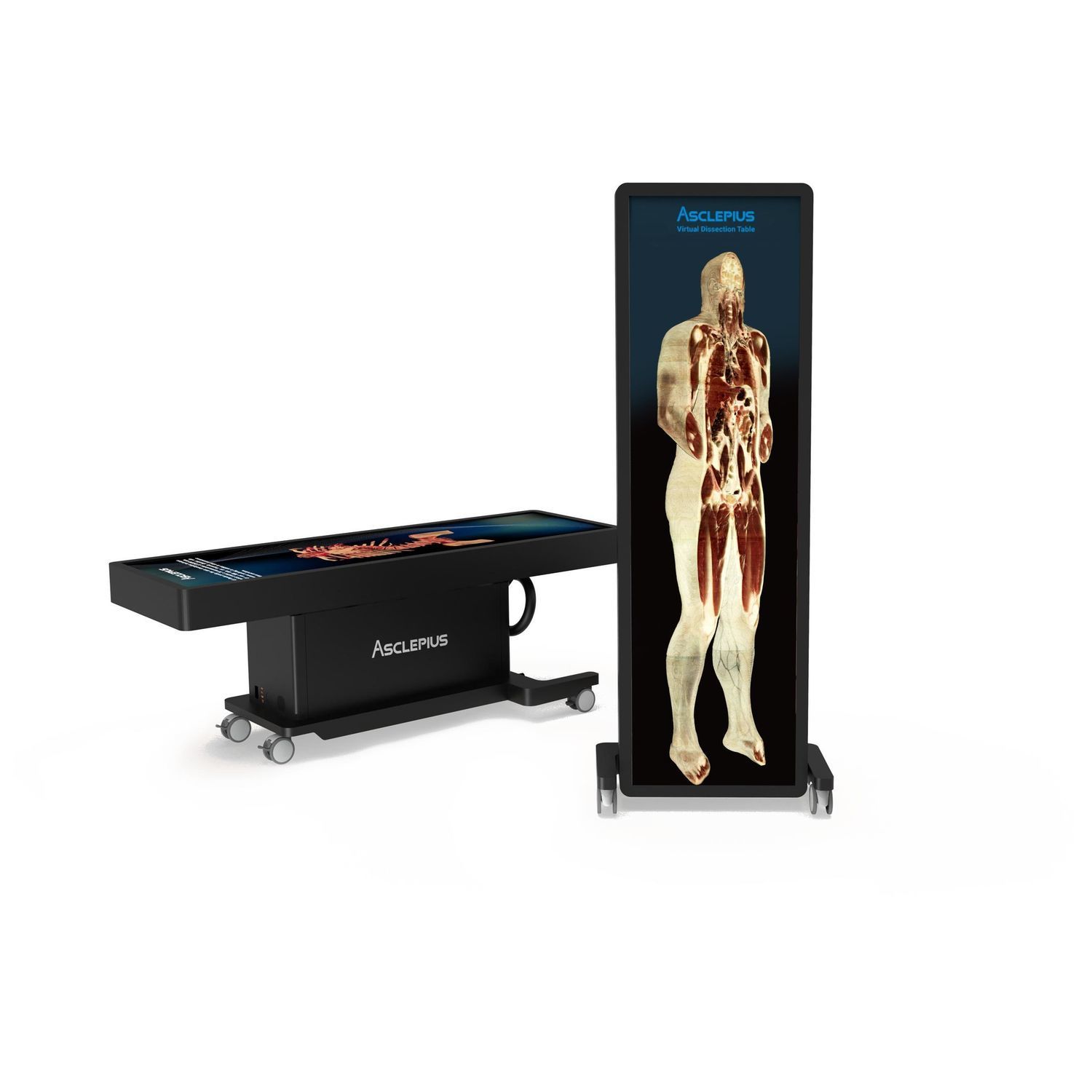 Training anatomy table - TBK 99 EA - Taiwan Main Orthopaedic ...