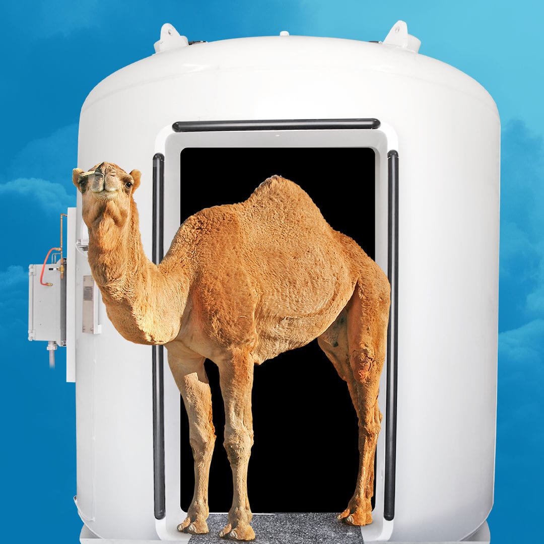 Large animal veterinary hyperbaric chamber - ML series - Oxicab