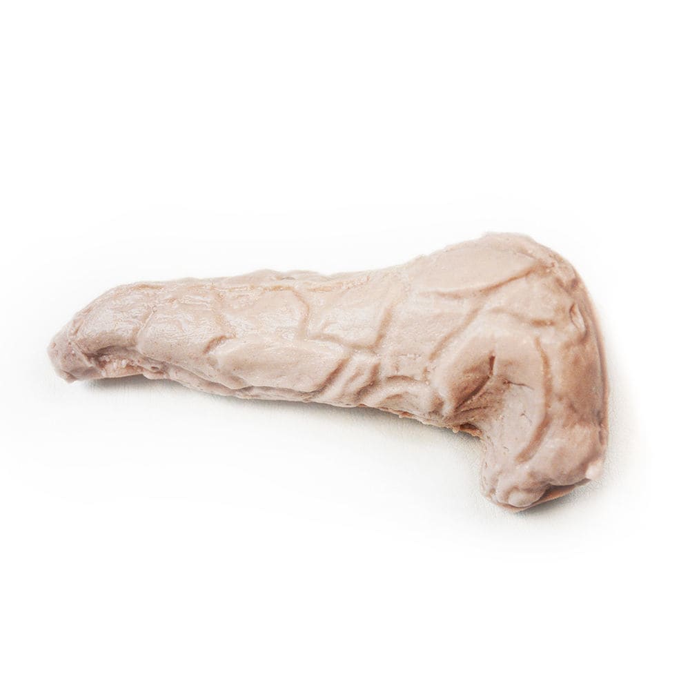 Pancreas anatomy model - 130420 - SynDaver Labs - body / pancreatic / head