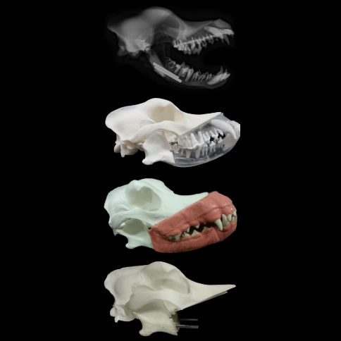 Skull model - Veterinary Simulator Industries - for dental surgery / canine