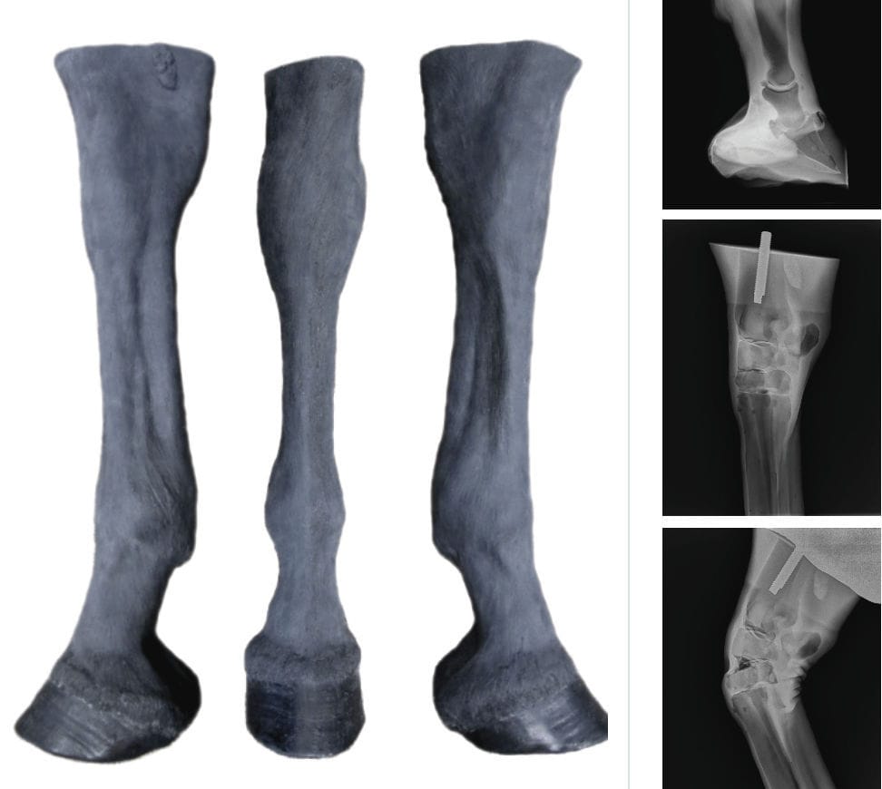 Palpation simulator - Veterinary Simulator Industries - interventional ...