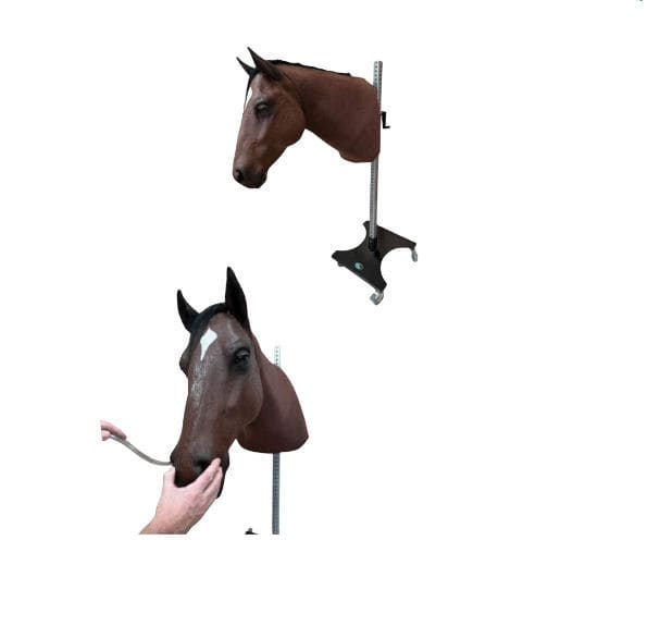 Intramuscular injection simulator - Veterinary Simulator Industries ...