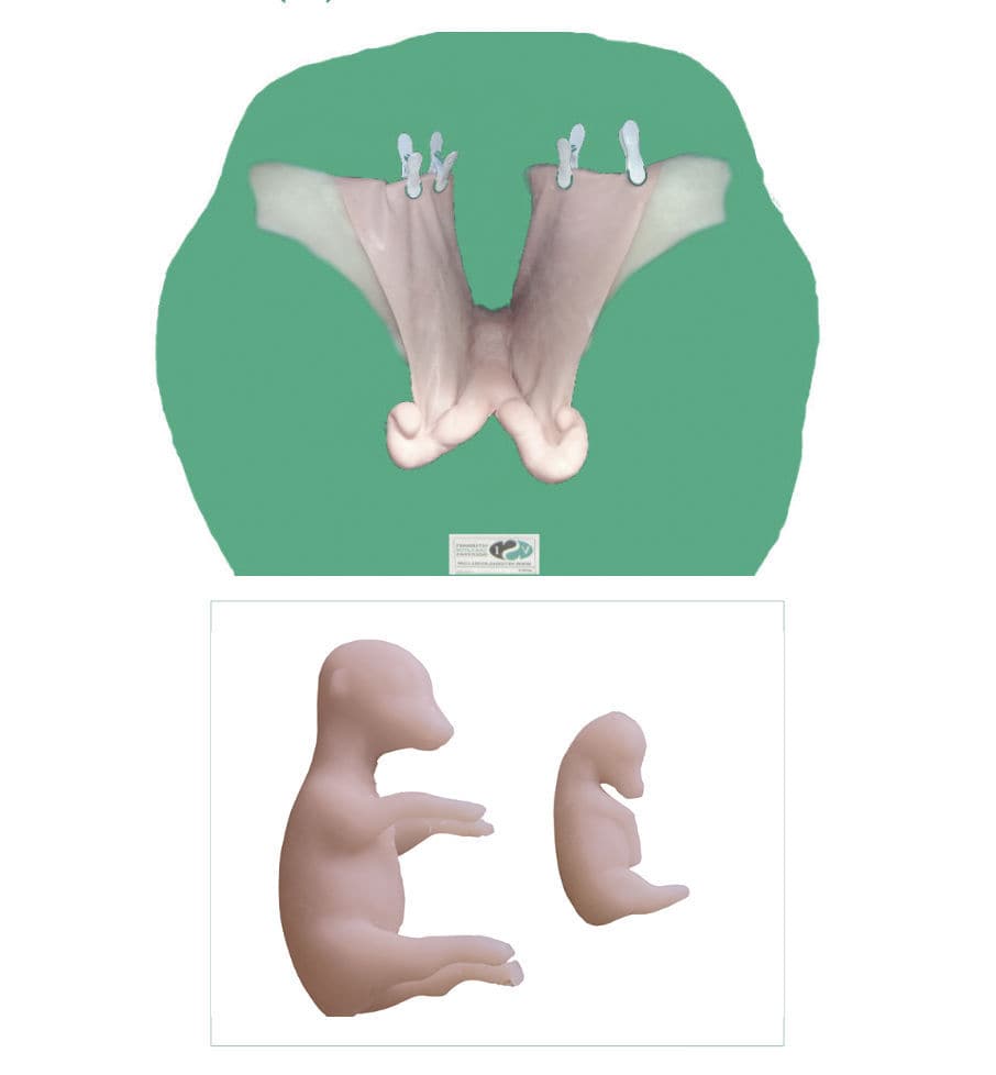 Uterus model - Veterinary Simulator Industries - ovary / cervix / for ...