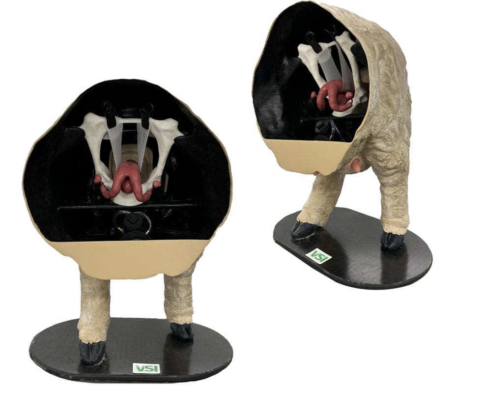 Vaginal model - Veterinary Simulator Industries - uterus / intrauterine ...