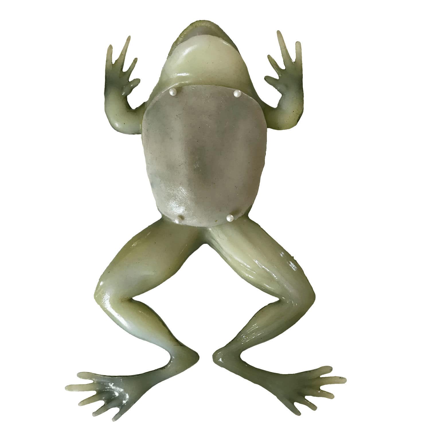 Spleen anatomy model - 360 - Rescue Critters - stomach / pancreas ...