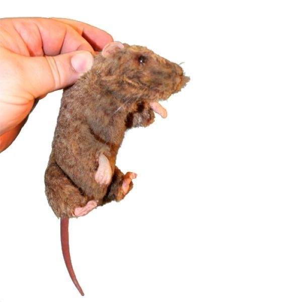 General care training manikin - Squeekums - Rescue Critters - rodent / head