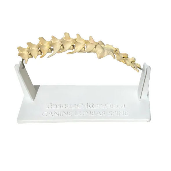 Spine anatomical model - Rescue Critters - lumbar / canine / dog