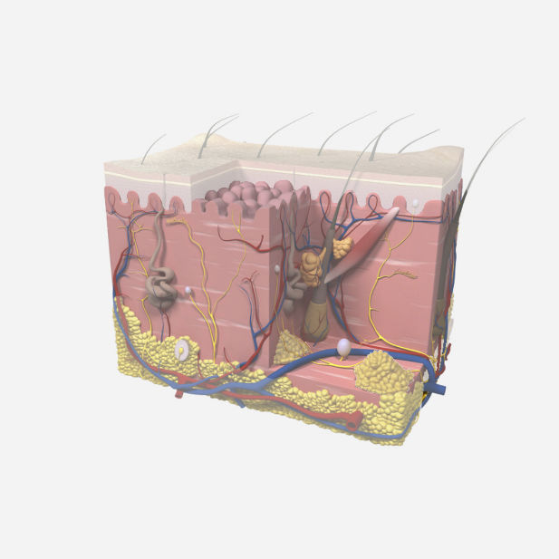 Intradermal injection simulation module - SIMTICS - nursing care / web ...